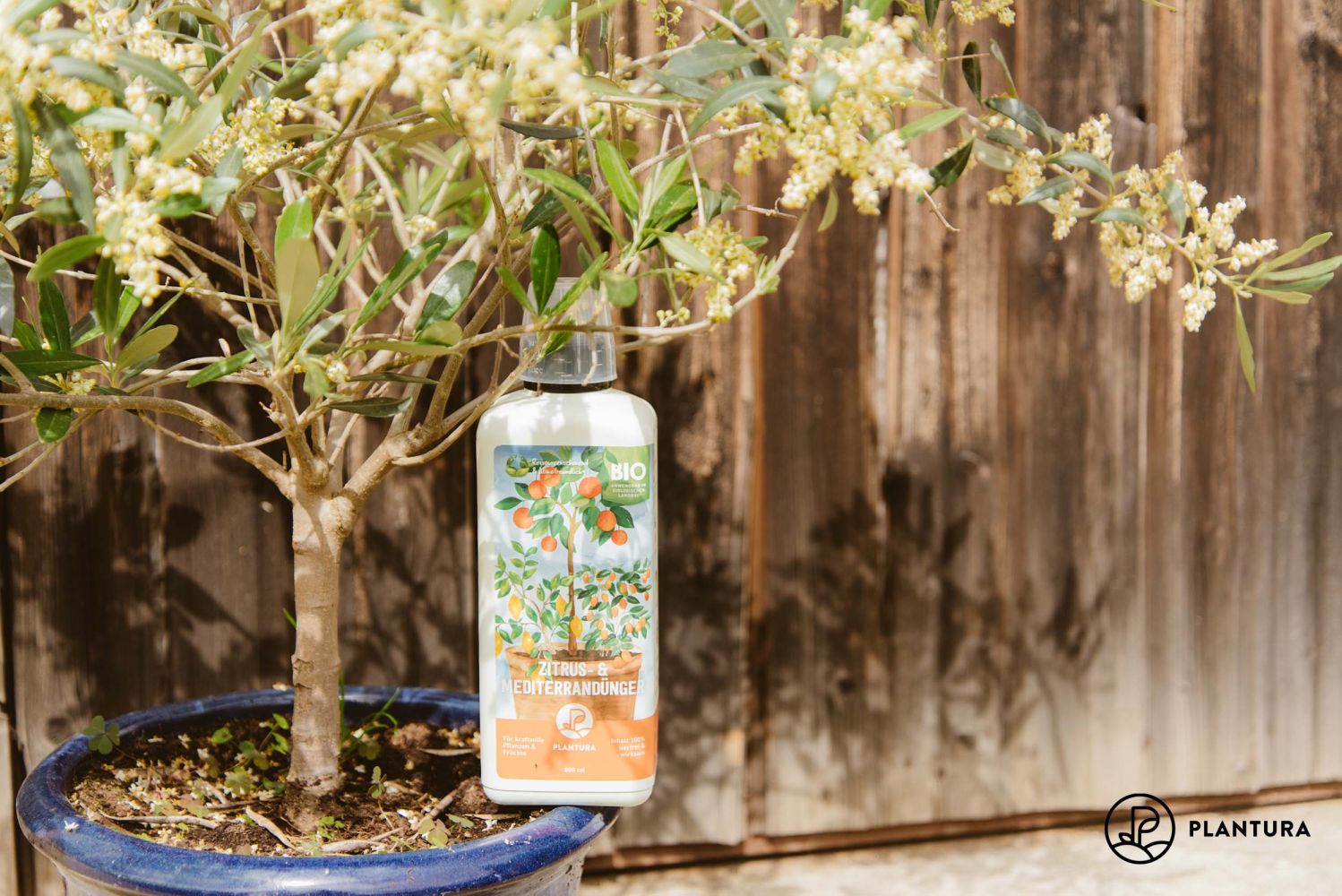 Olivenbaum im Topf: Pflege & Überwinterung - Plantura