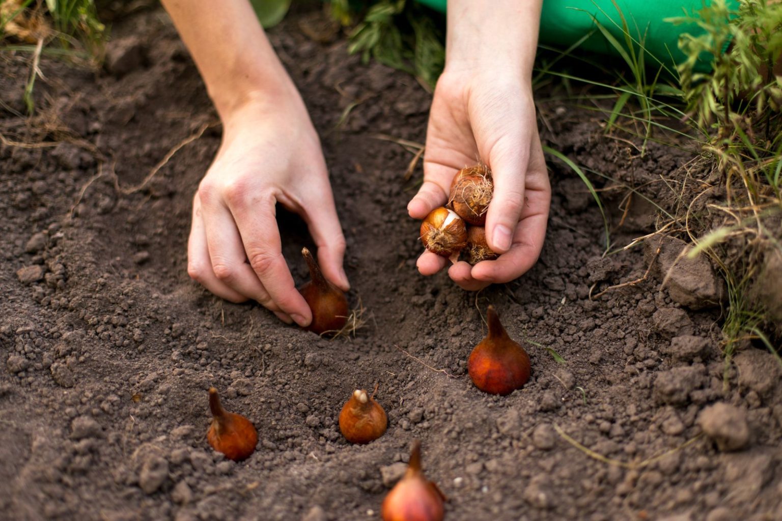 Tulpen Zwiebeln Einpflanzen