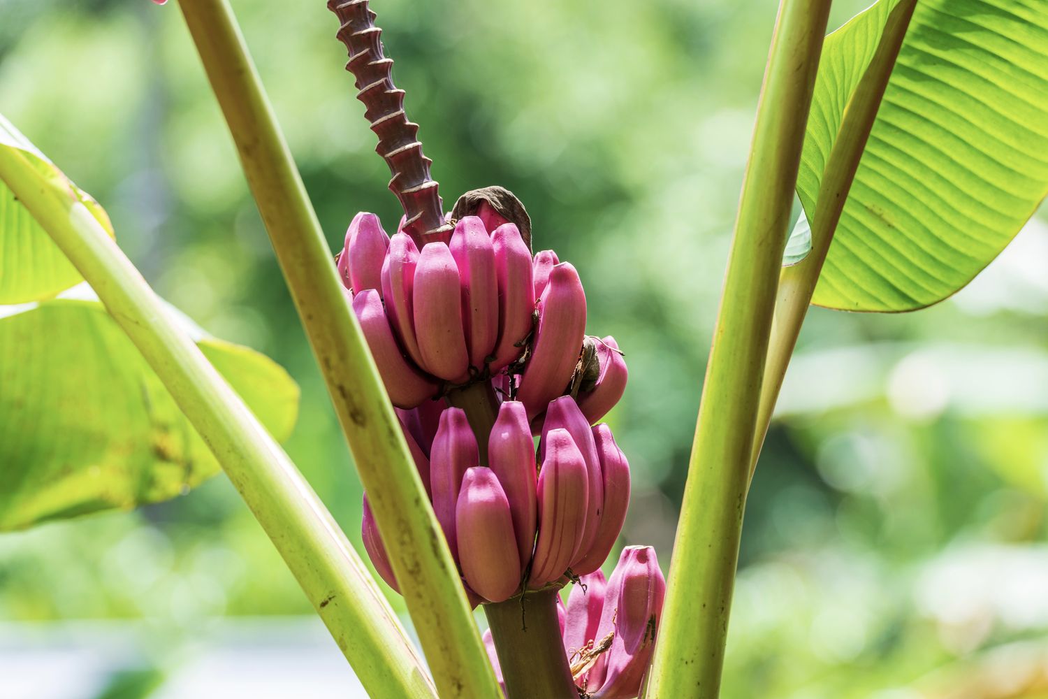 Bananenarten & -sorten im Überblick - Plantura