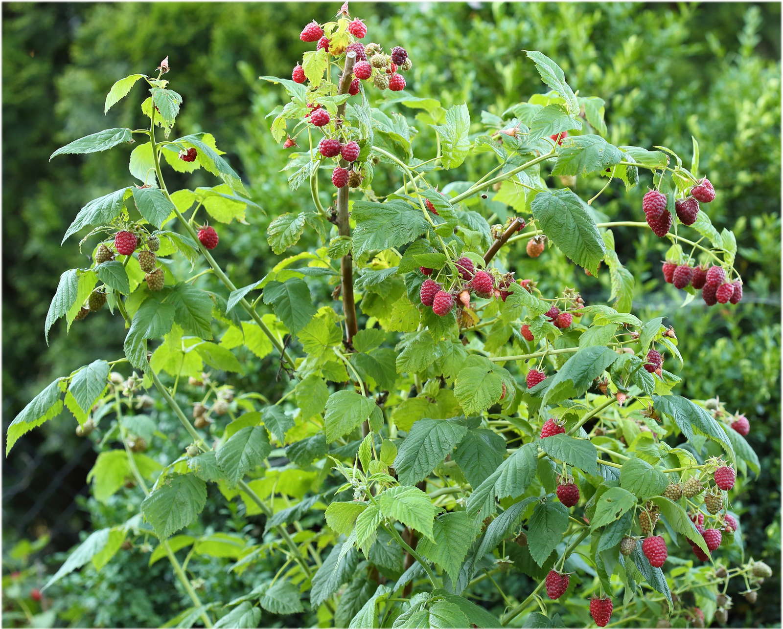 Himbeeren: Vom Pflanzen bis zum Ernten - Plantura