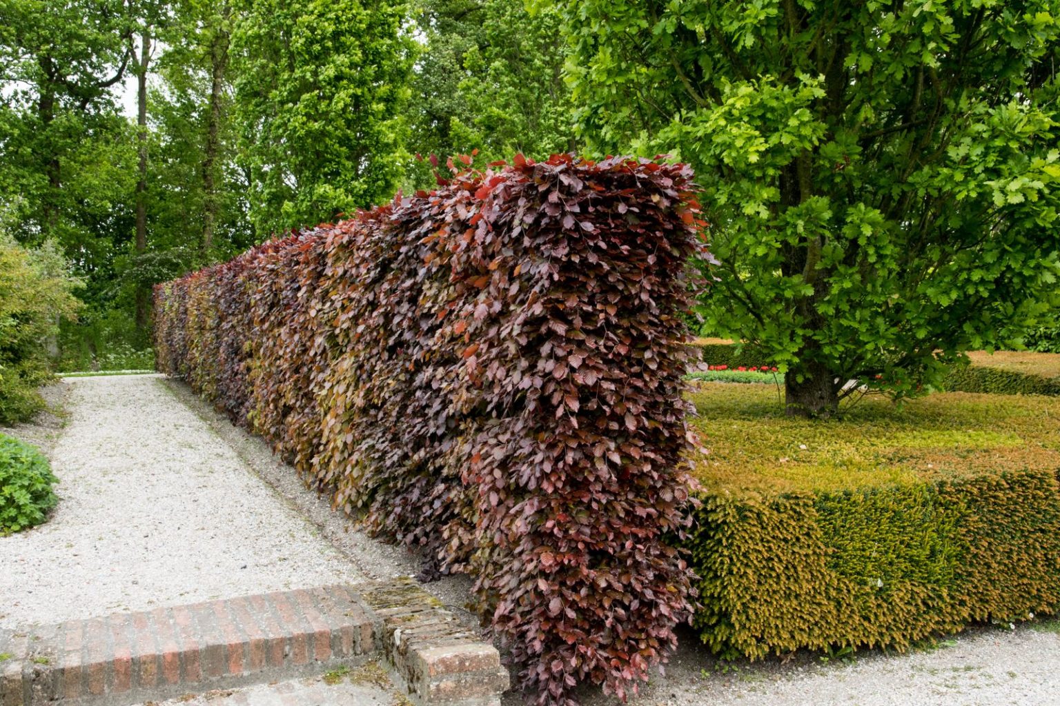 Rotbuchenhecke schneiden: Anleitung vom Experten - Plantura