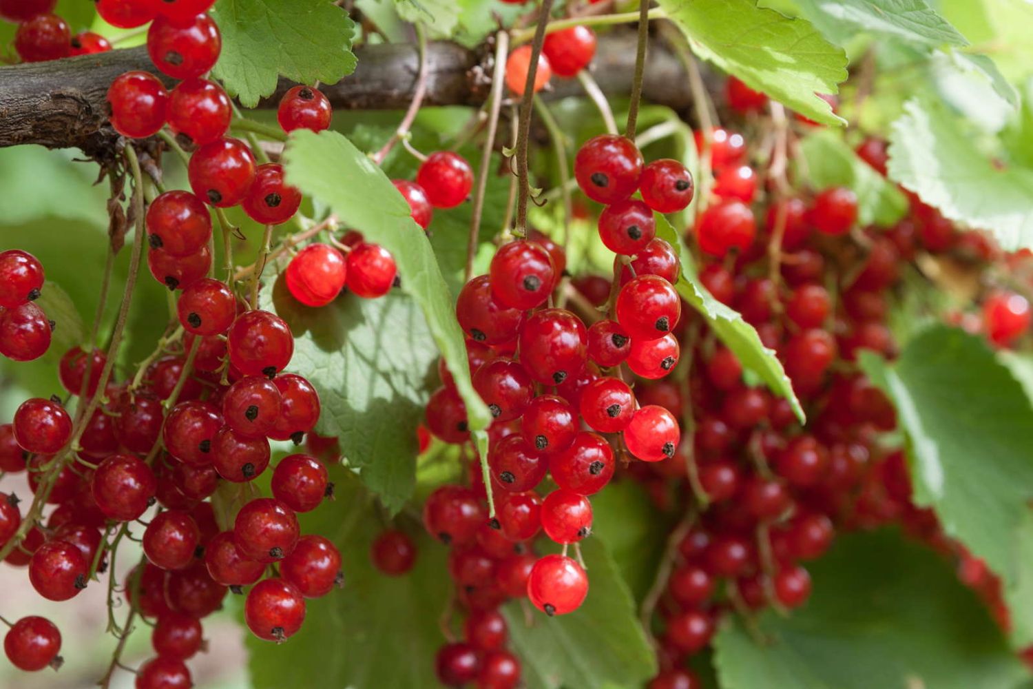 Die besten Beerensorten für Ihren Garten - Plantura