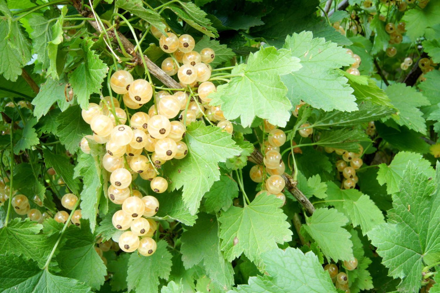 Beerensorten Im Überblick – Beeren Arten Bilder – BSBF