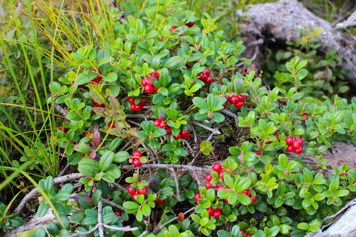 Beerensorten für den Garten: Überblick - Plantura