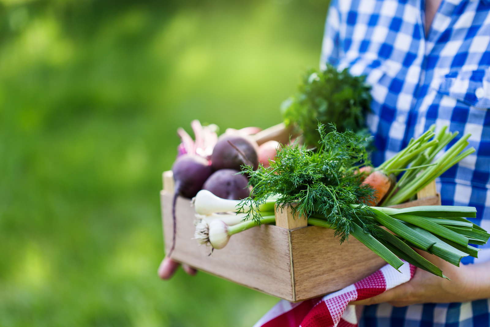 Gemüseanbau für Einsteiger: 10 Tipps - Plantura