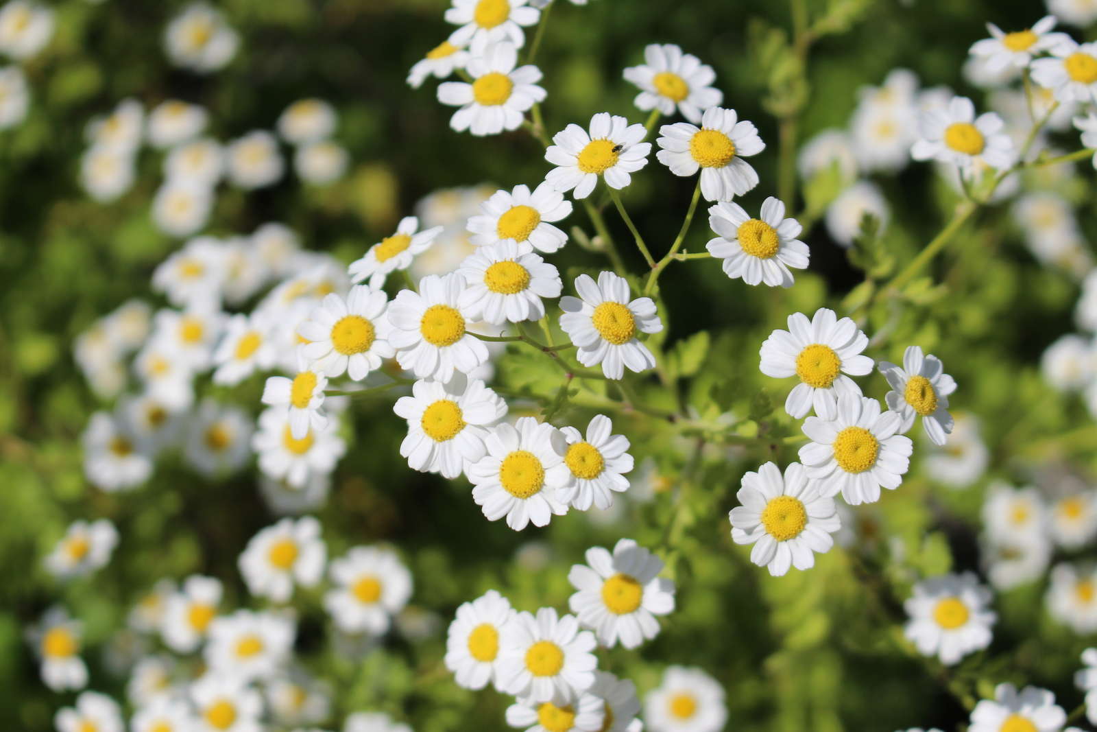 Mutterkraut: Alles über die Kräuterpflanze - Plantura