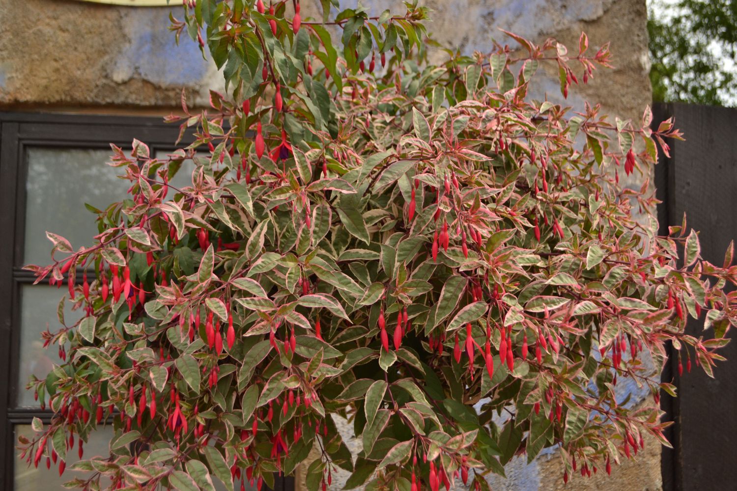 Winterharte Fuchsien: Die 40 schönsten Sorten - Plantura