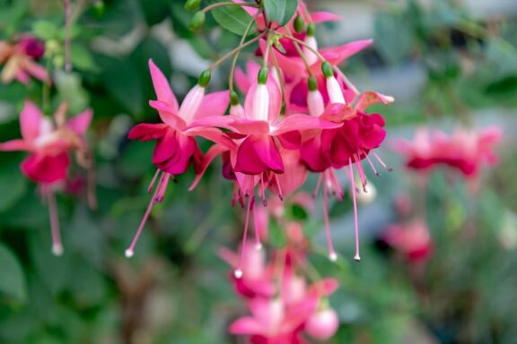 Fuchsiensorten: Hängende & stehende Fuchsien - Plantura