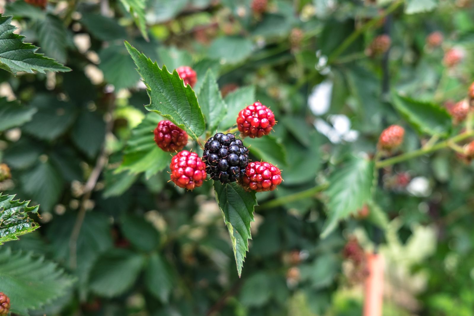 Brombeeren pflanzen: Standort & Vorgehen - Plantura