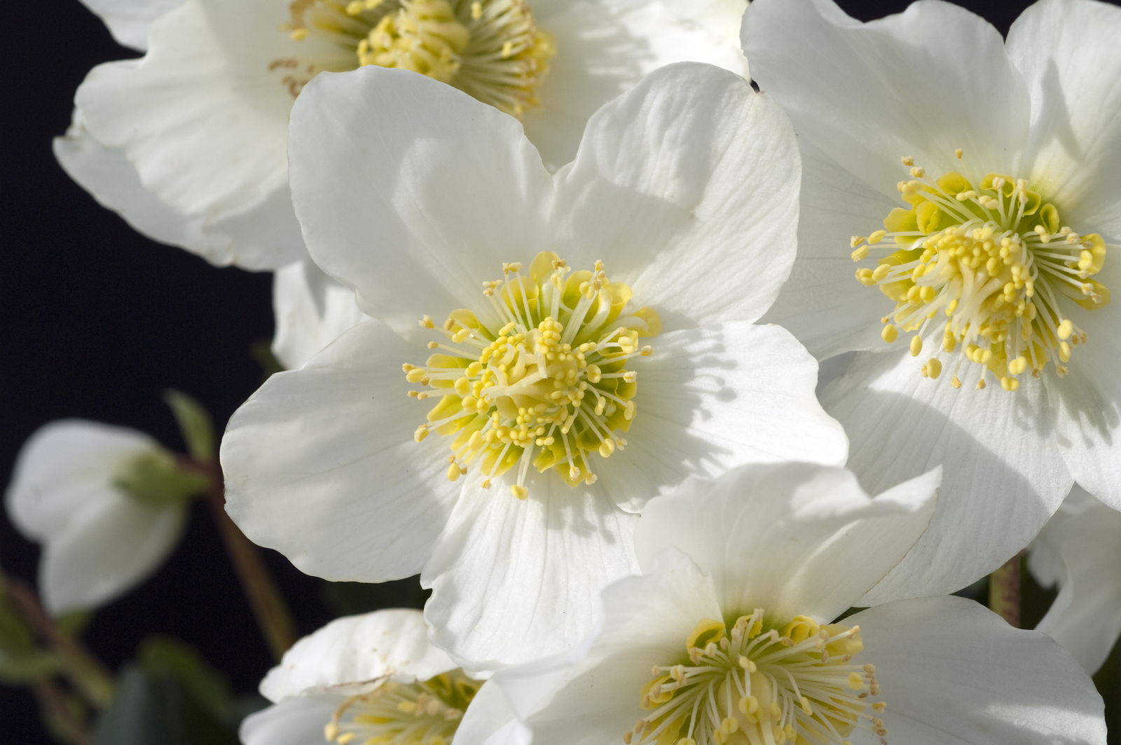 Liste giftiger Zierpflanzen - Plantura