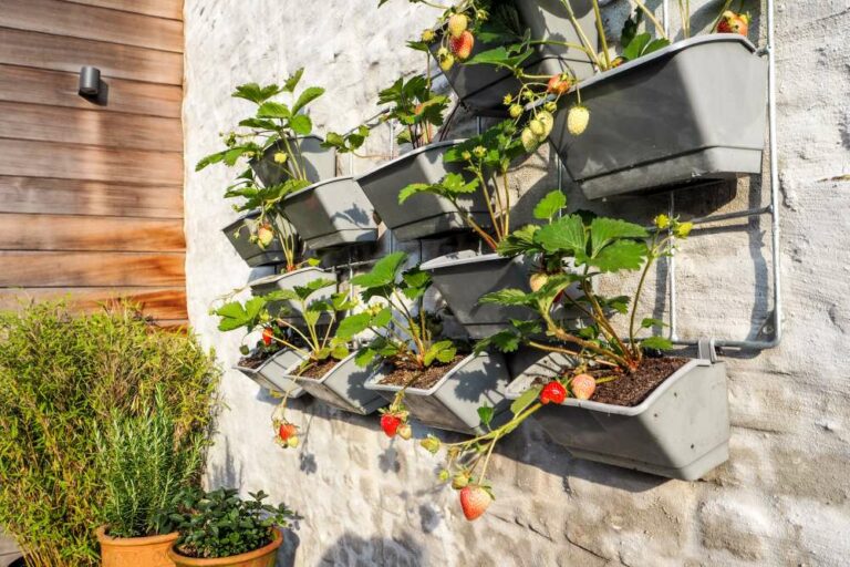 Erdbeeren Anbauen Balkon