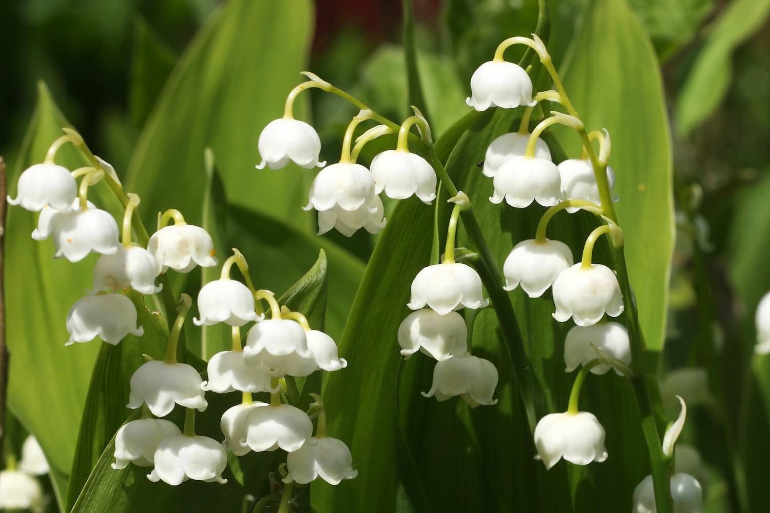 Liste giftiger Zierpflanzen - Plantura