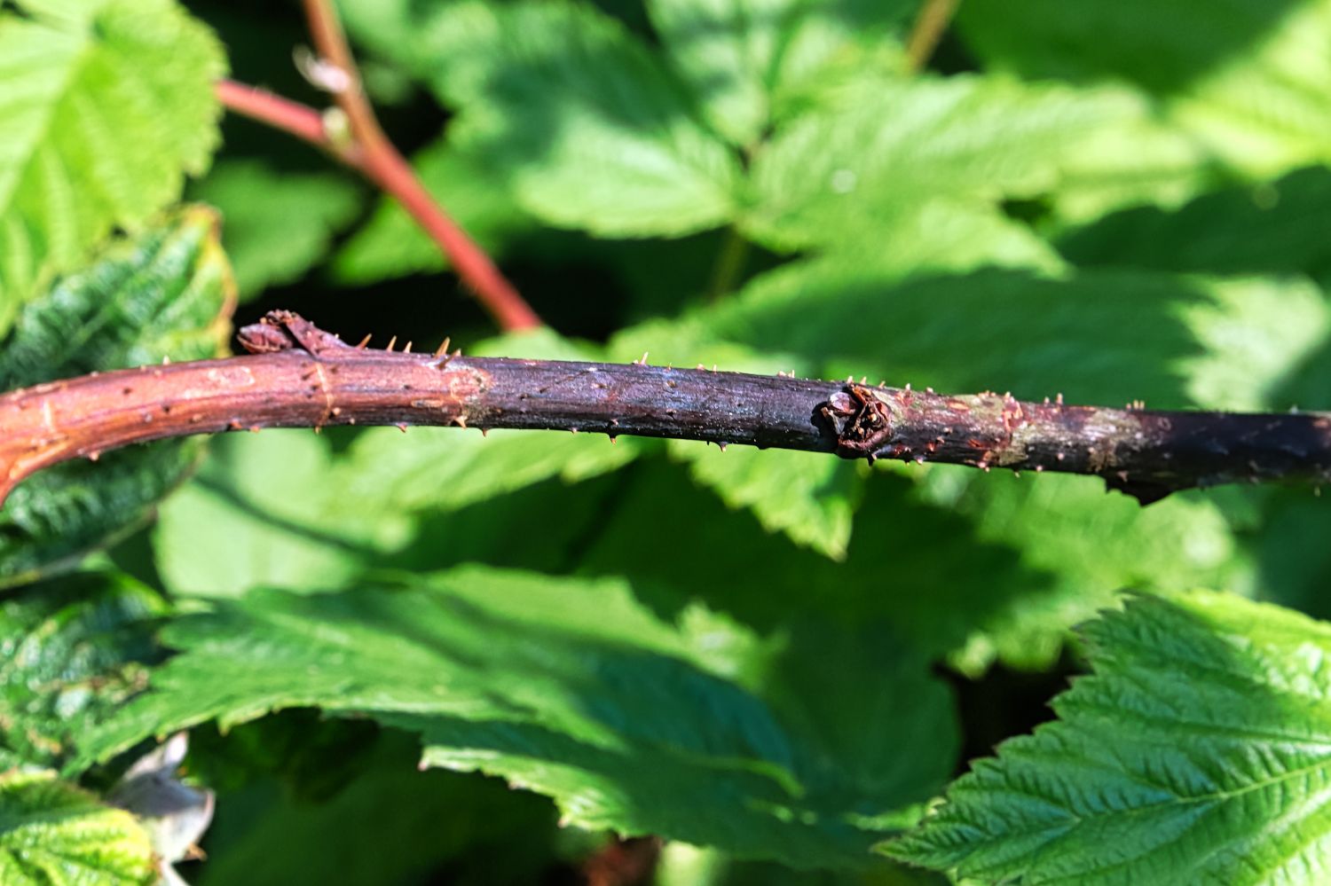 Rutenkrankheit Bei Himbeeren