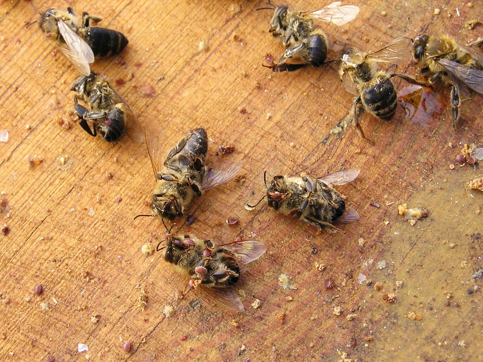 Varroamilbe: Den Bienenfeind erfolgreich bekämpfen - Plantura