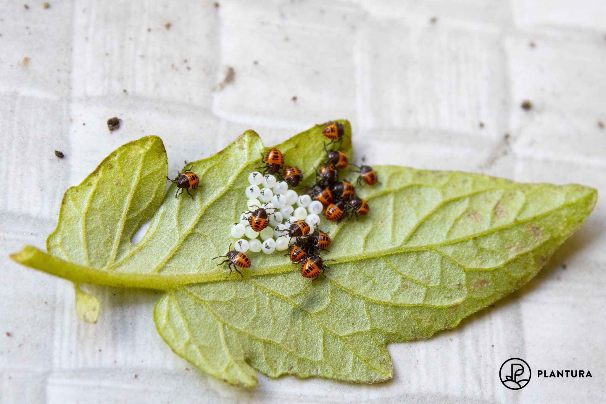 Baumwanzen: Tipps zur Bekämpfung im Haus - Plantura