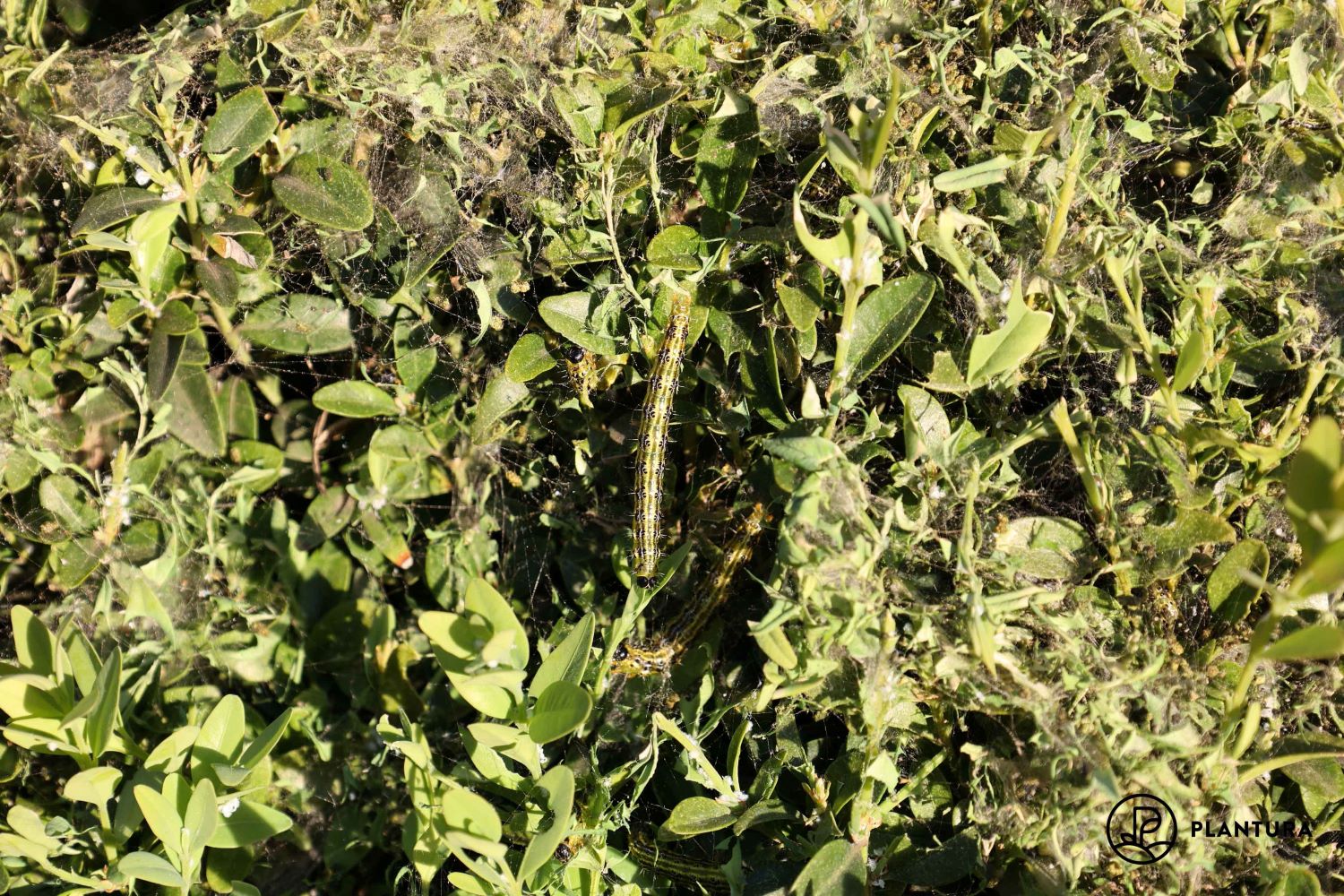 Buchsbaum-Krankheiten: Symptome & Bekämpfung - Plantura