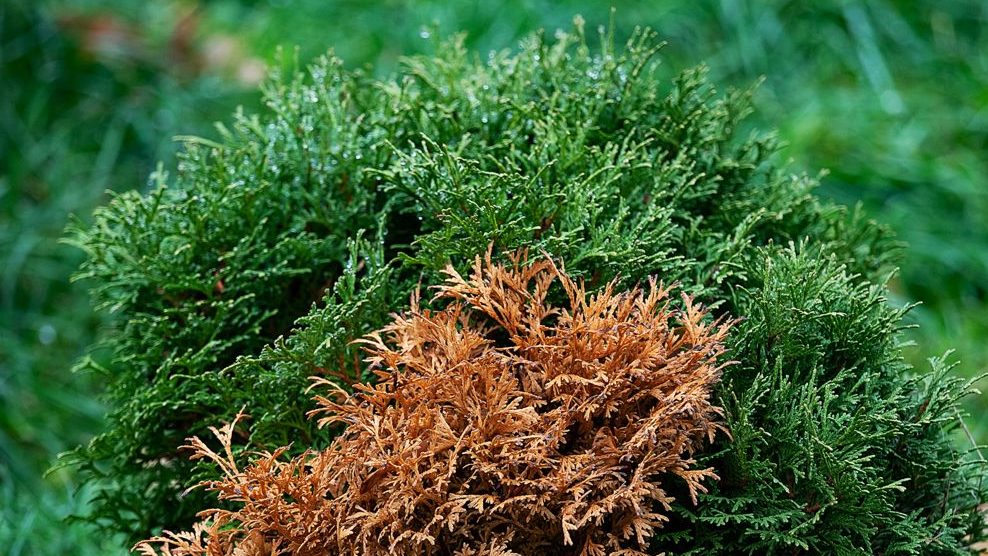 Thuja Braun Bittersalz