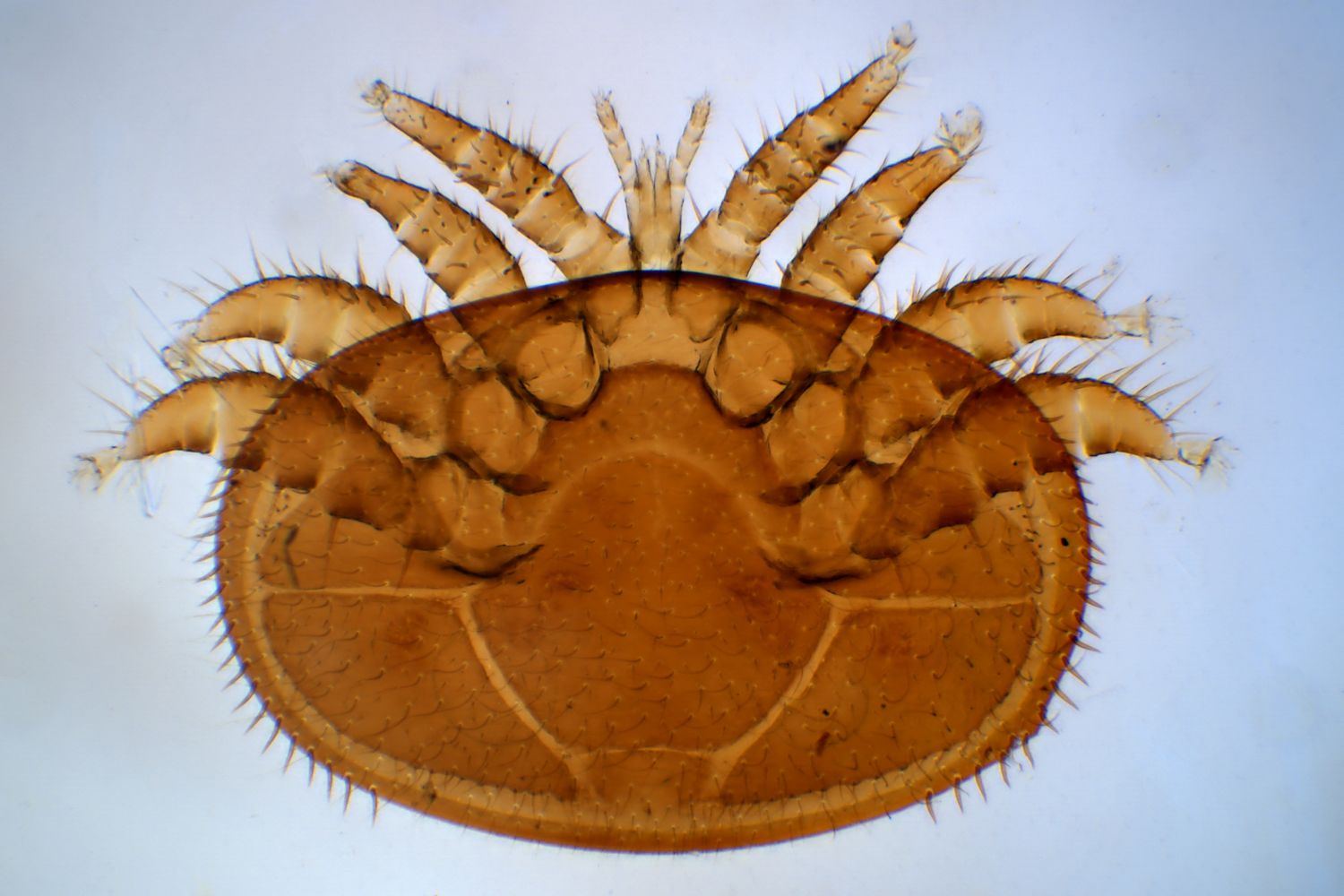 Varroamilbe: Den Bienenfeind erfolgreich bekämpfen - Plantura