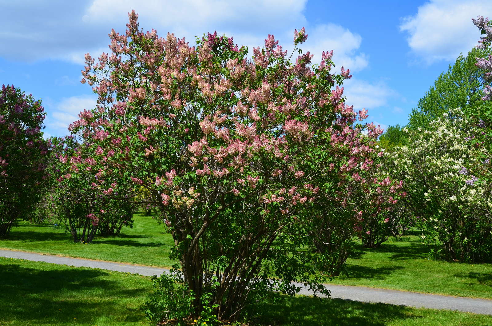 Flieder düngen: Tipps zu Zeitpunkt & Vorgehen - Plantura