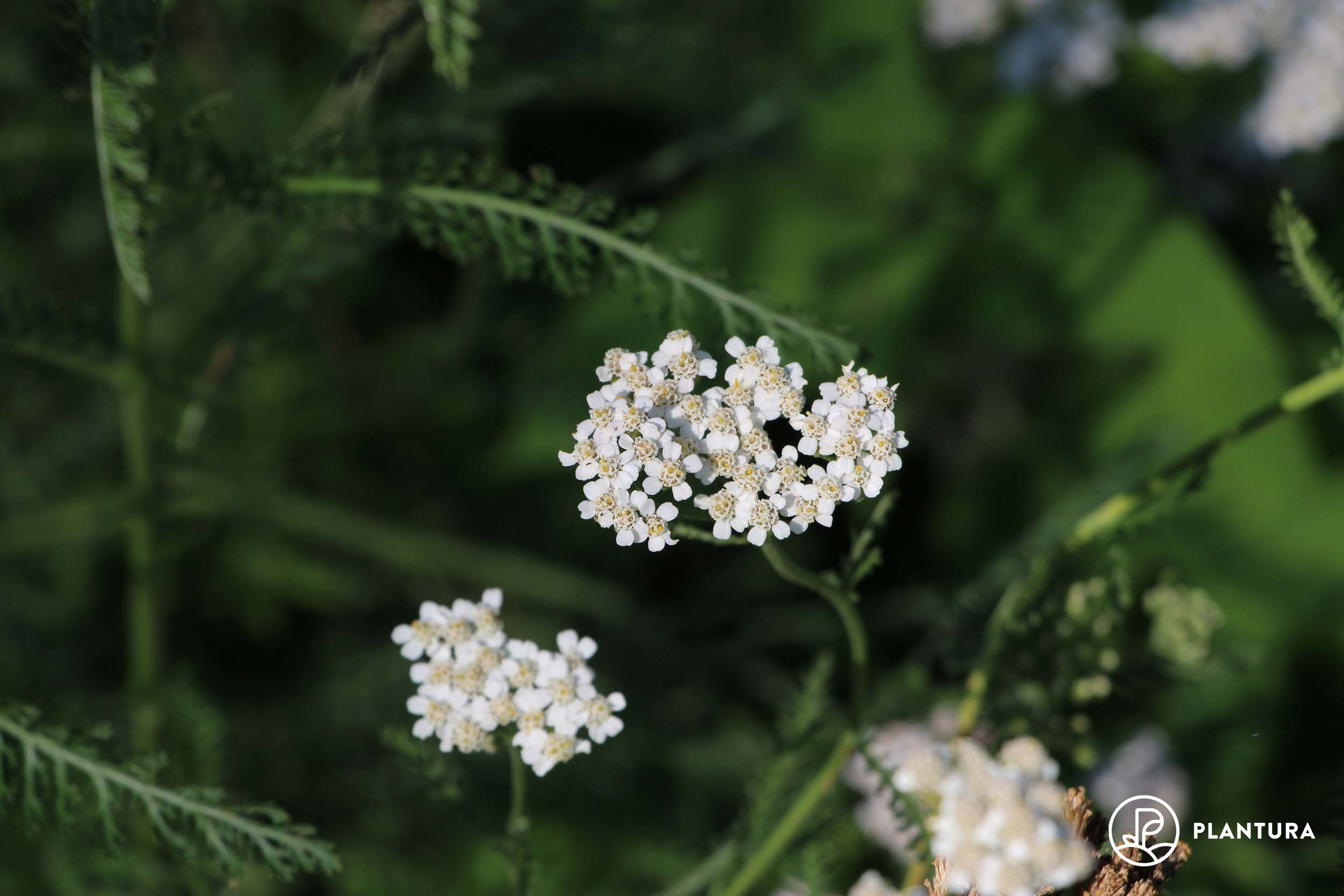 Schafgarbe: Tipps rund um das Kraut - Plantura