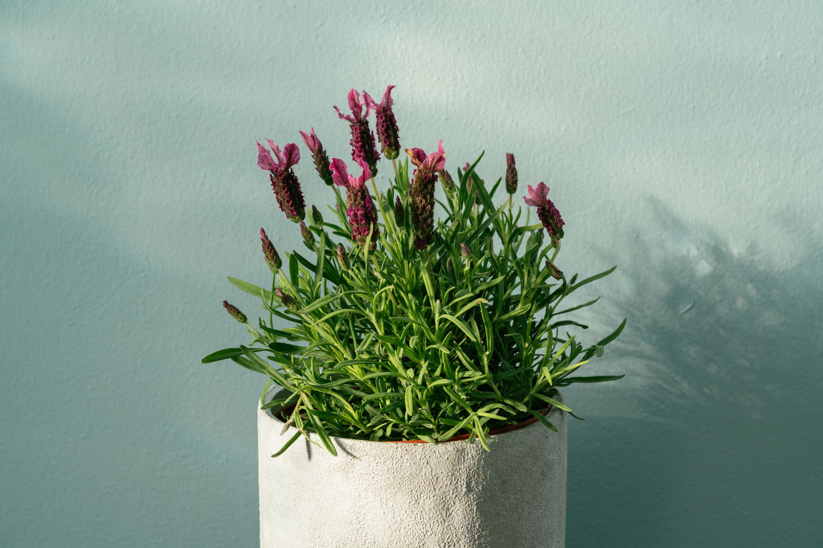 Lavendel im Topf pflanzen: Tipps für Balkon & Terrasse