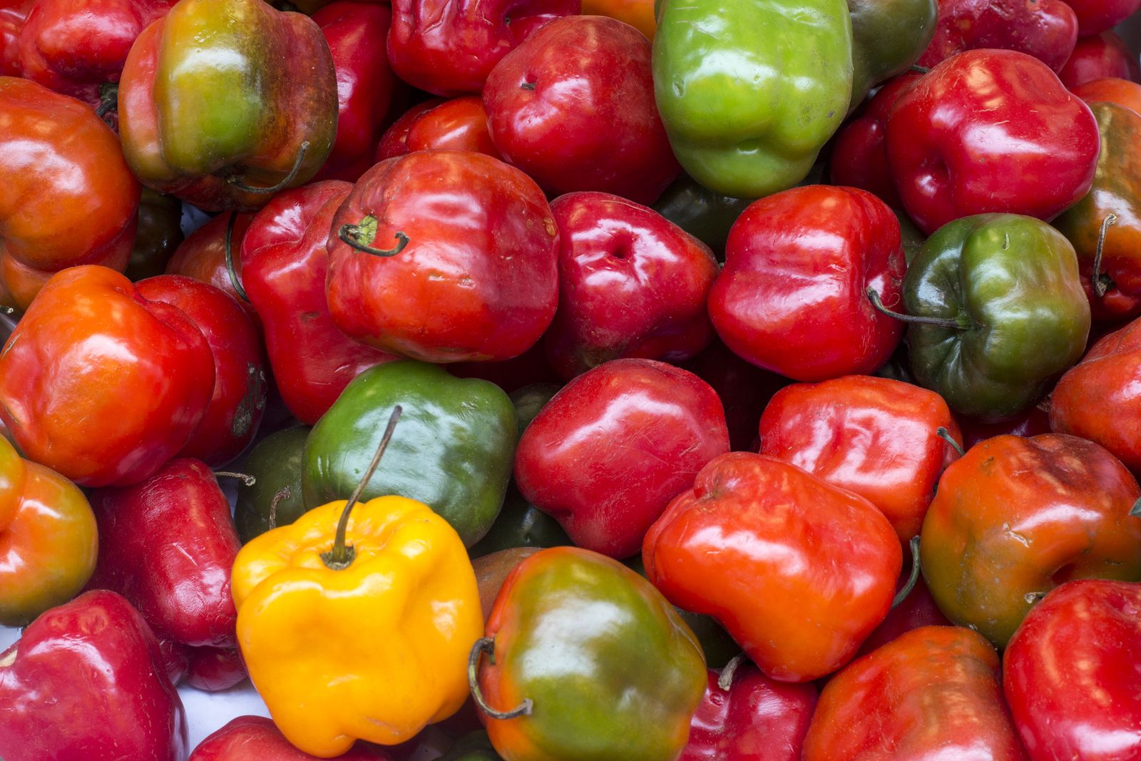 Baumchili: Pflege & Anbau eines Chili-Baumes - Plantura