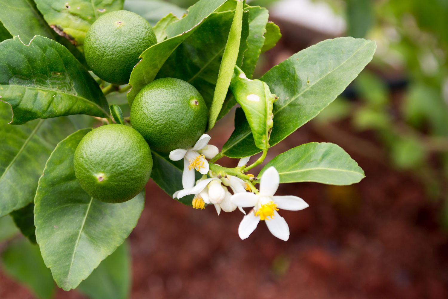 Limette: Steckbrief, Arten & Lagerung - Plantura