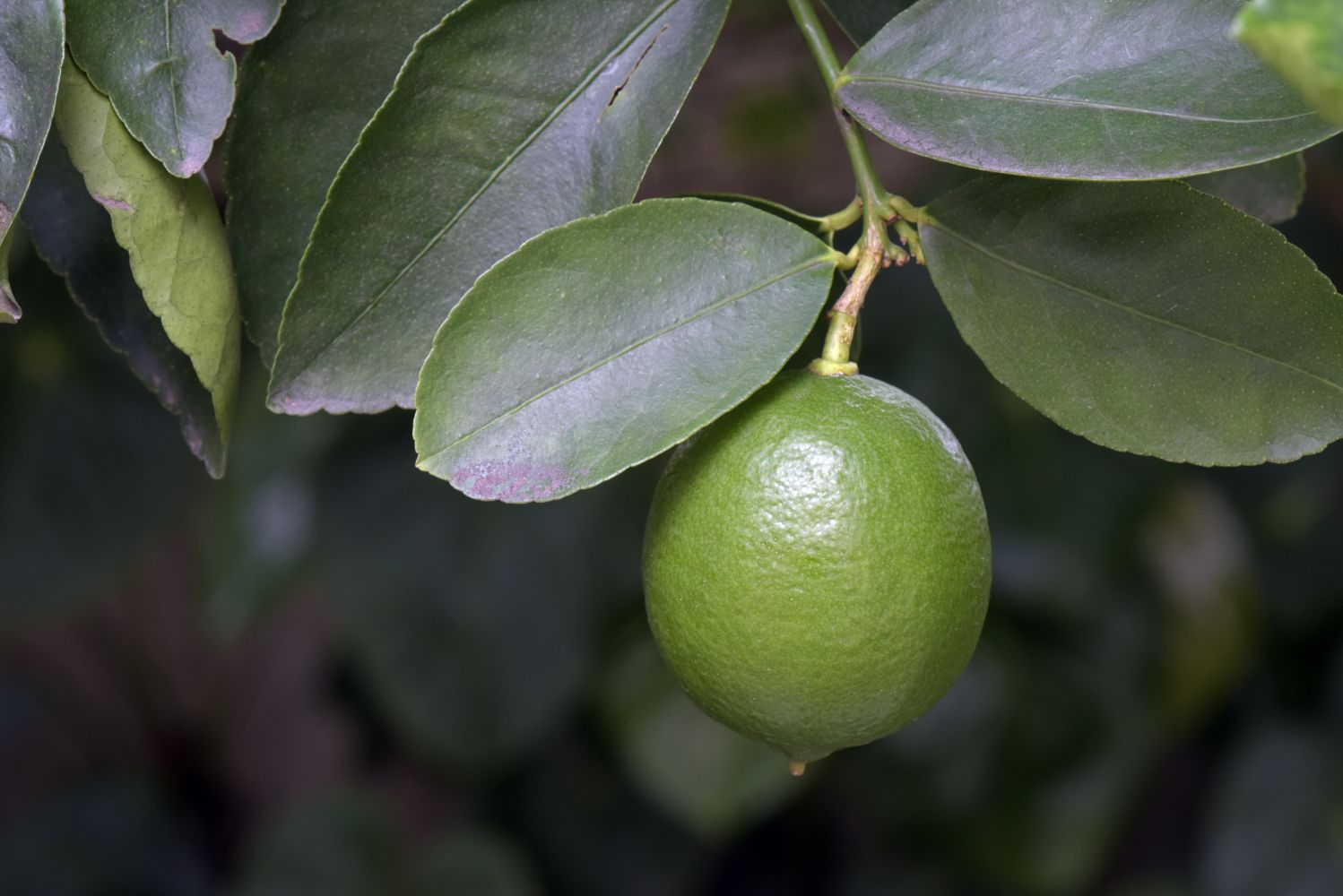 Limette: Steckbrief, Arten & Lagerung - Plantura