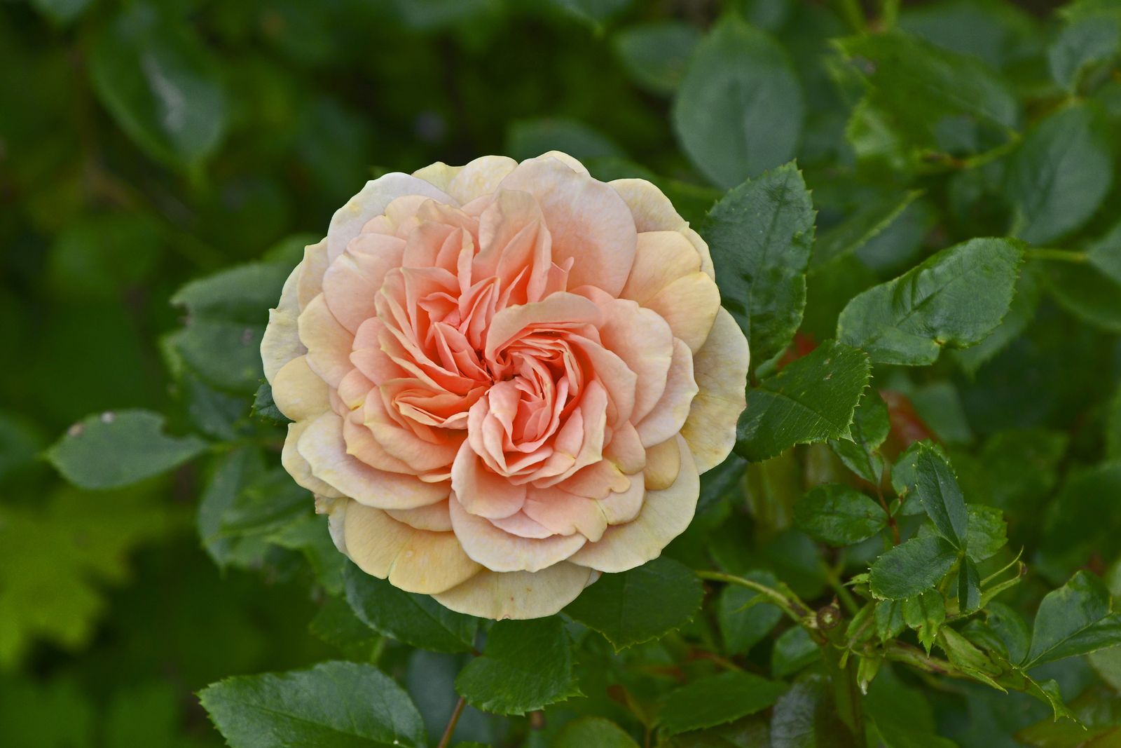 Weiße Rosen: Die schönsten Rosensorten - Plantura