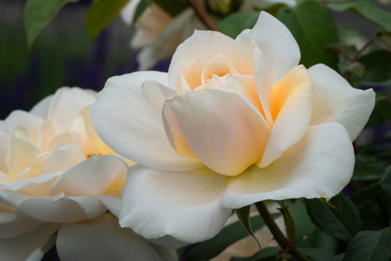 Weiße Rosen: Die schönsten Rosensorten - Plantura