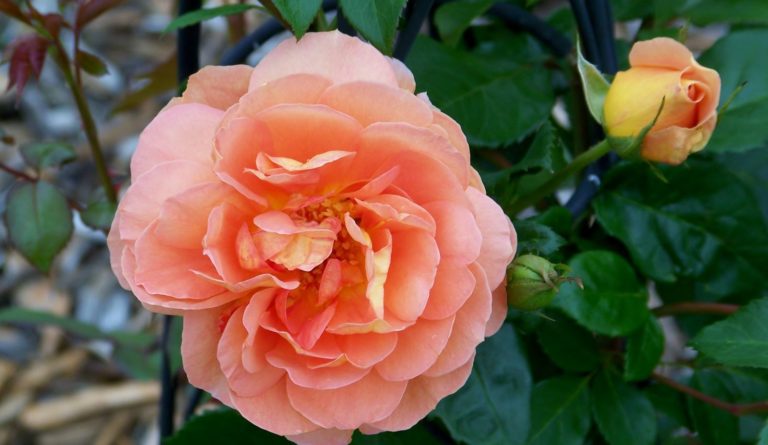 Orange Rosen: Die 10 schönsten Sorten- Plantura