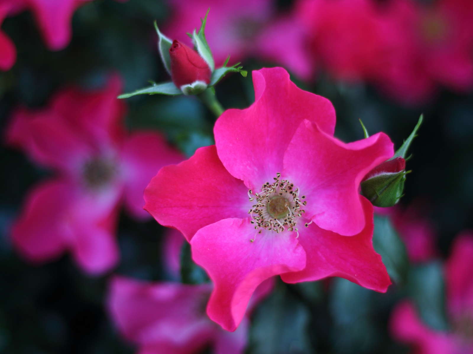 Rosa Rosen: Die schönsten Sorten in Pink & Rosé - Plantura
