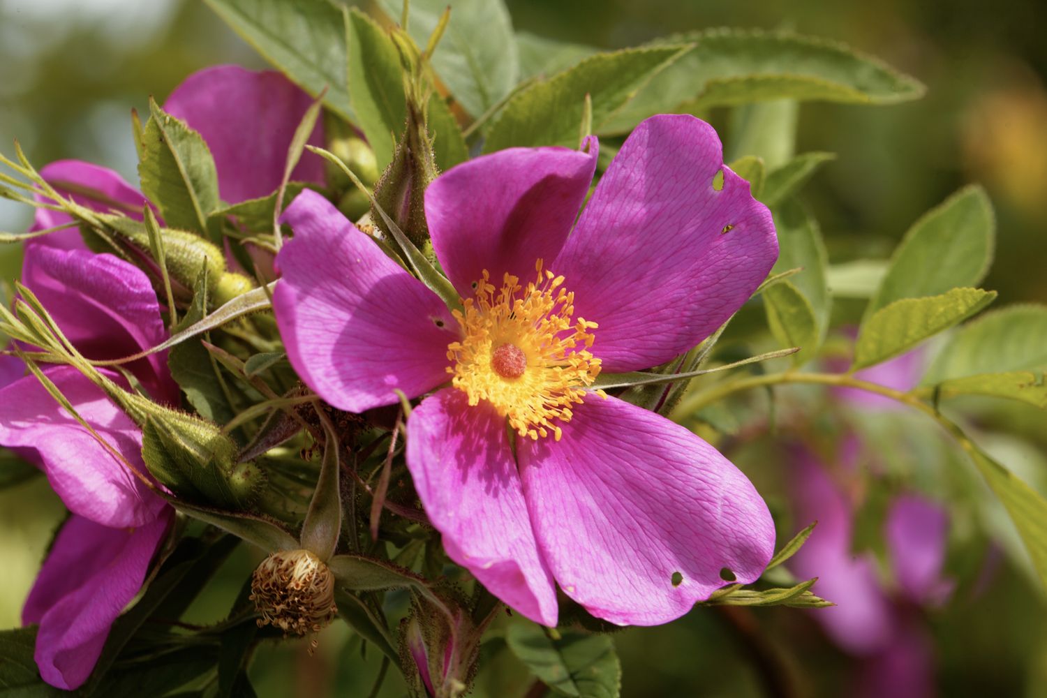 Wildrosen-Arten: Die 20 schönsten wilden Rosen - Plantura
