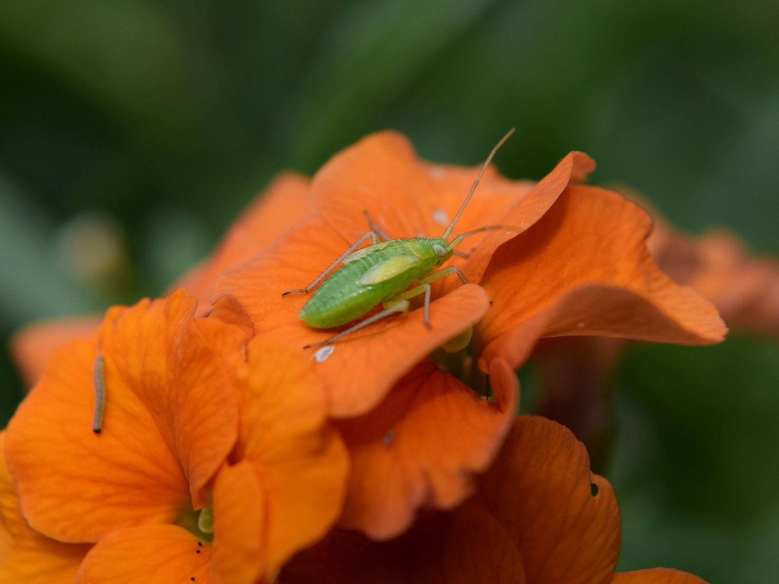 Raubwanzen erkennen & loswerden - Plantura