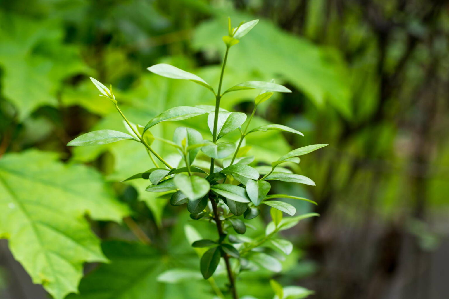 Liguster vermehren: Stecklinge, Ableger & Co. - Plantura