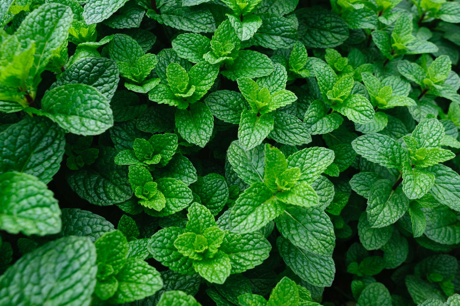 Gewürzpflanzen: Die 10 besten für Garten & Balkon - Plantura