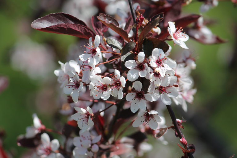 Zwergobstbäume im Garten anbauen - Plantura