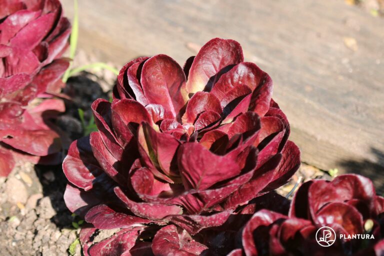 Salatsorten: Roter, grüner & bunter Salat - Plantura
