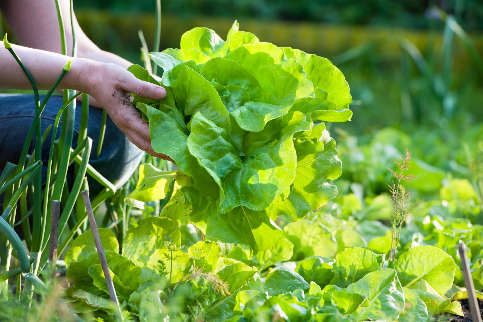 Salat: Tipps zum Anpflanzen, Ernte & Sortenwahl - Plantura
