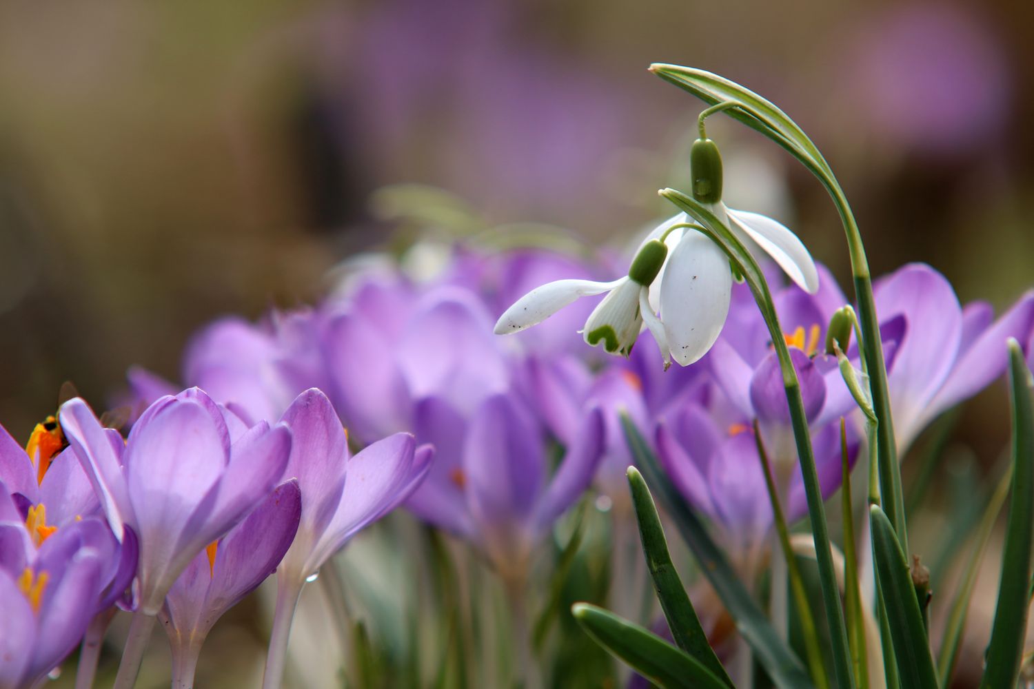 Gartenarbeit im Februar - Plantura