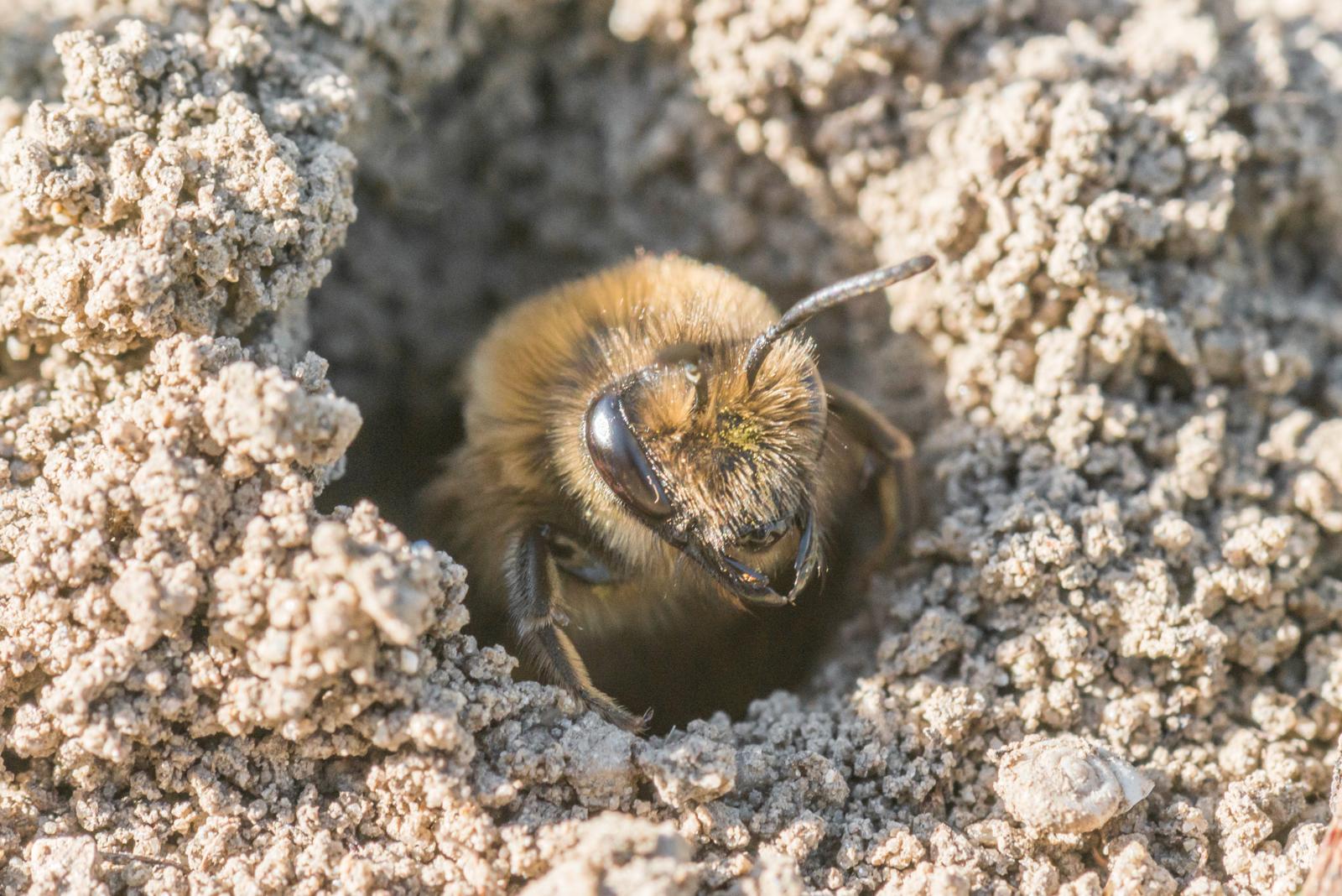 Nisthilfen für Wildbienen: Insektenhotels & Co. - Plantura