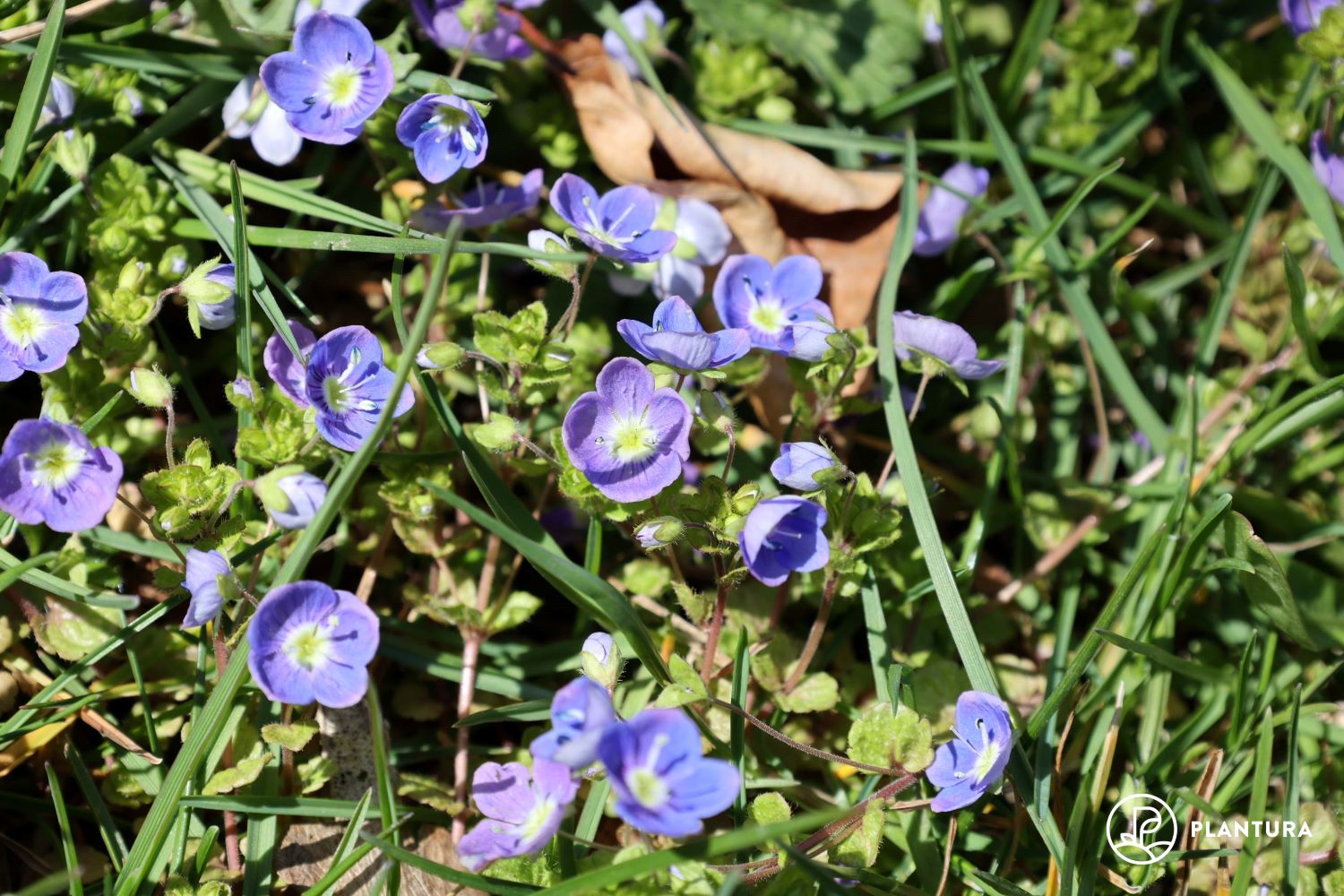 Ehrenpreis: Die Heilpflanze im Garten pflanzen - Plantura