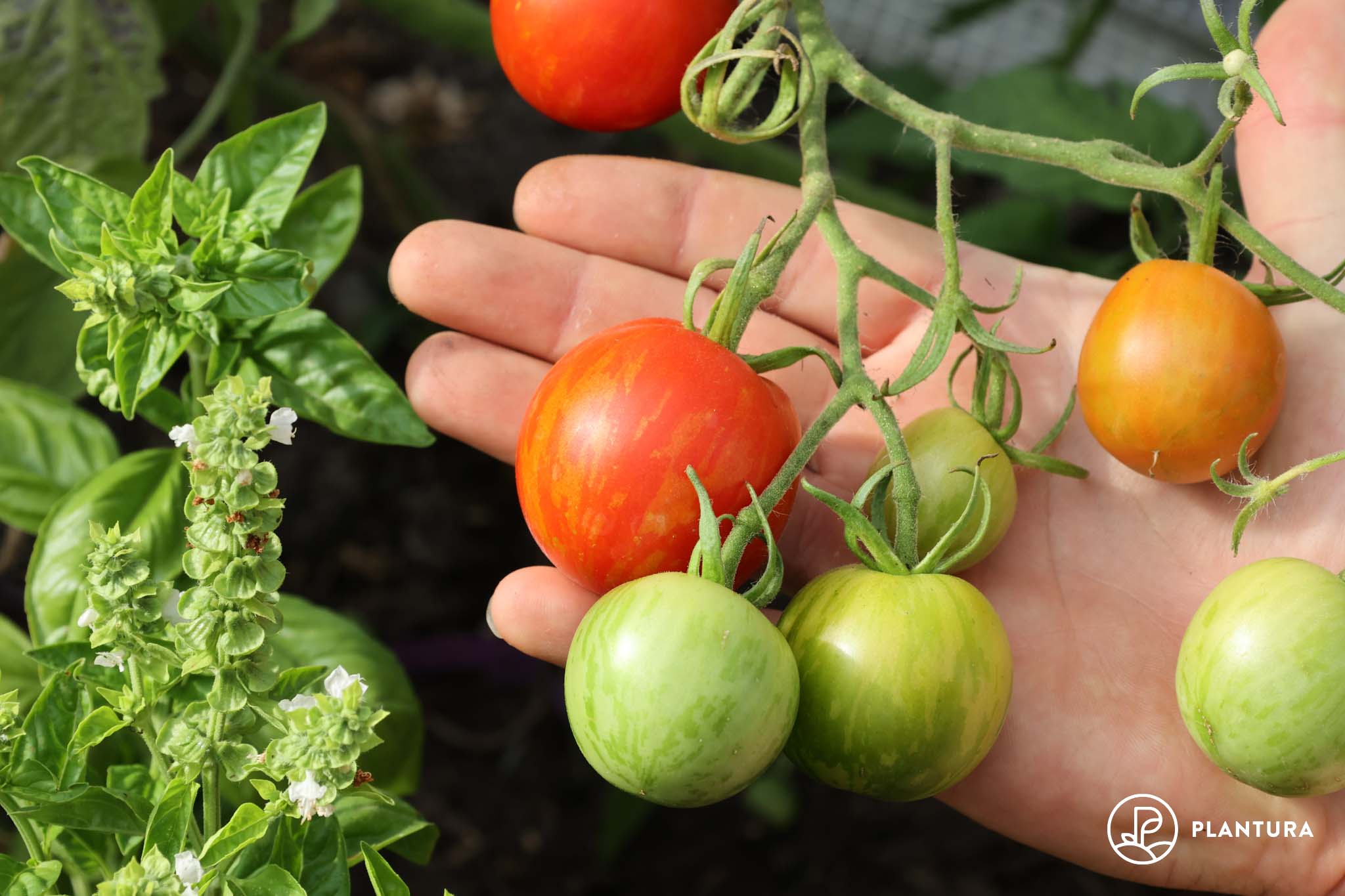 Tigerella: Die Tiger-Tomaten im Portrait - Plantura
