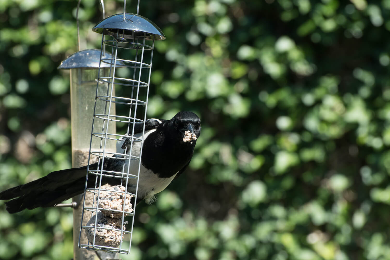 Elster: Nest, Brutdauer, Futter & Co. - Plantura