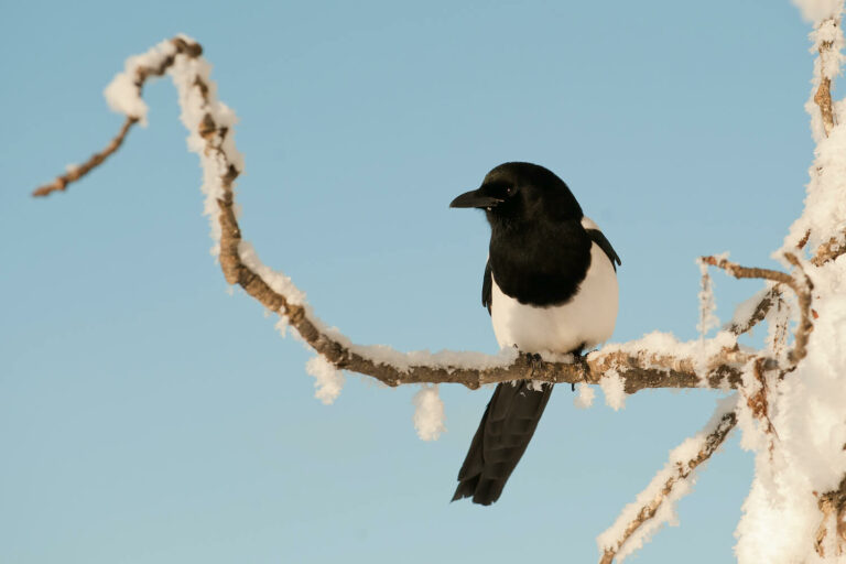 Elster: Nest, Brutdauer, Futter & Co. - Plantura