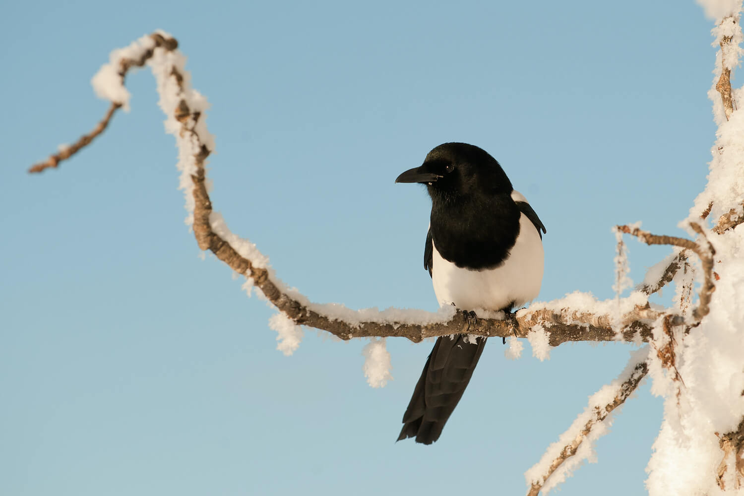 Elster: Nest, Brutdauer, Futter & Co. - Plantura