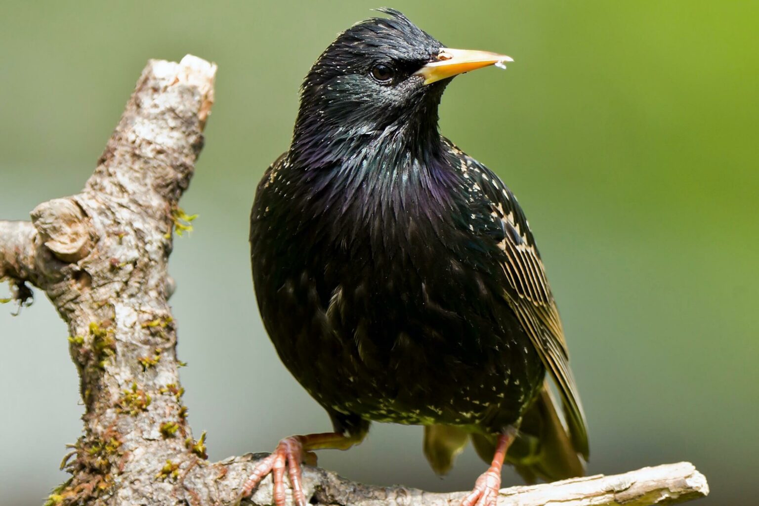 Gemeiner Star: Vogelstimme, Brutzeit & Co. - Plantura