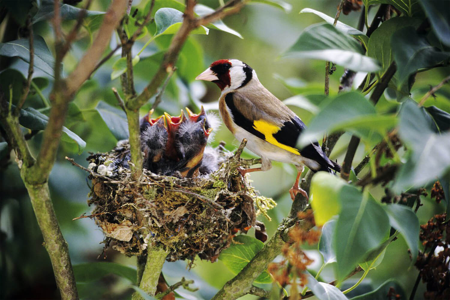 Stieglitz: Weibchen, Gesang & Nestbau - Plantura