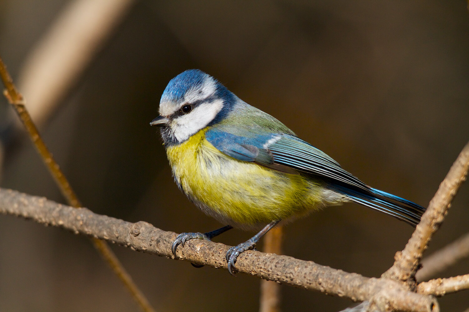 Blaumeise: Brutzeit, Bilder & Co. im Steckbrief - Plantura