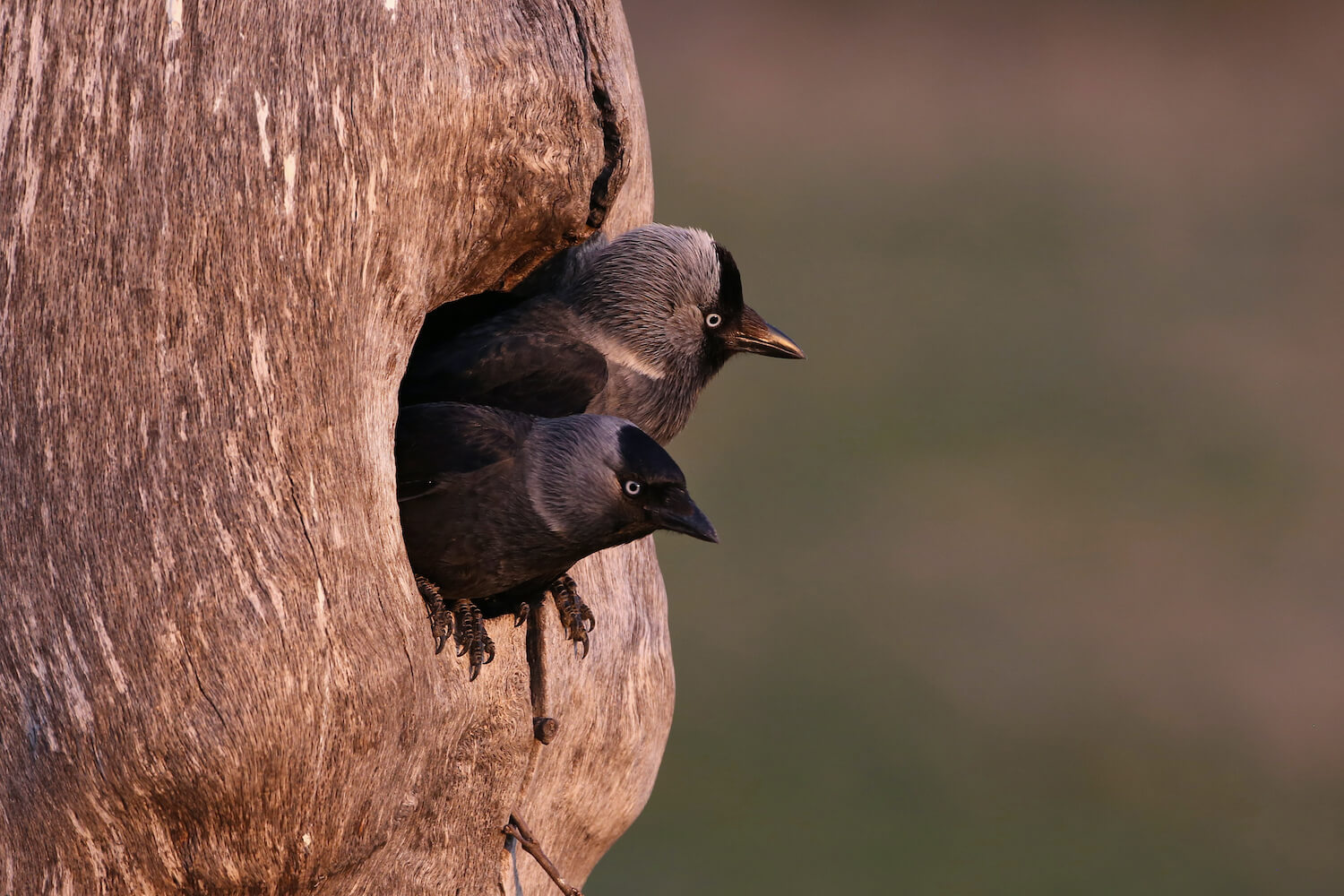 Dohle: Gesang, Brutzeit, Jungvogel & Co. - Plantura